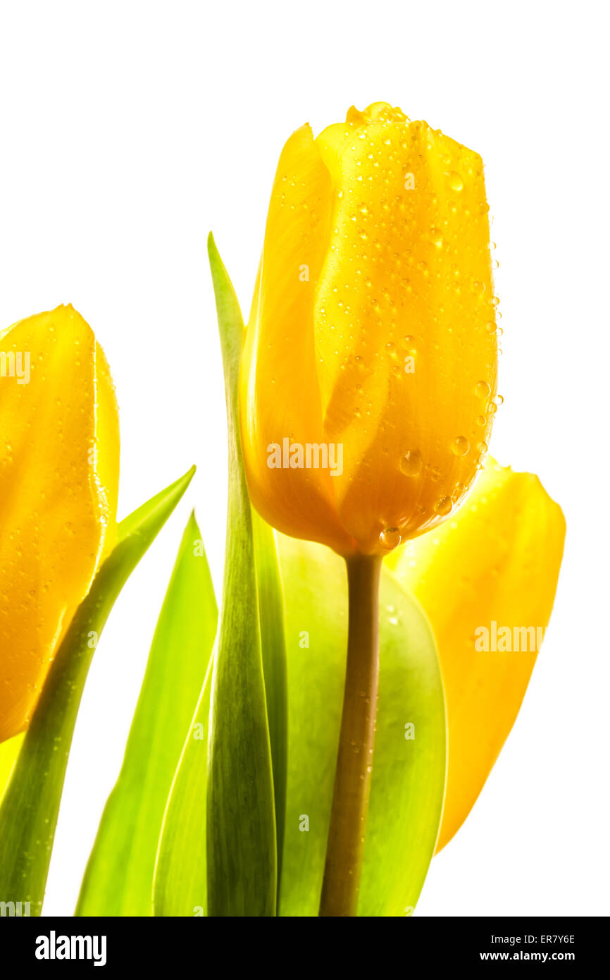 Three yellow spring tulips on white background Stock Photo - Alamy