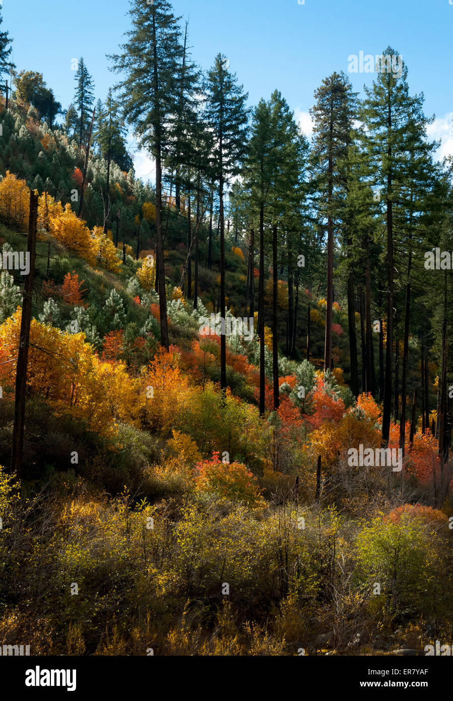 Sierra fall colors hi-res stock photography and images - Alamy