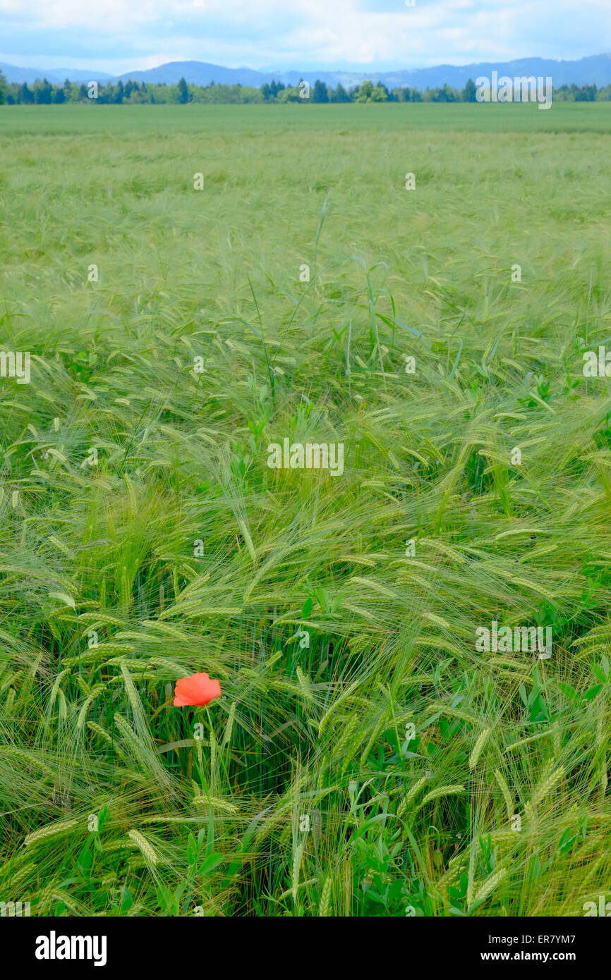 Single Poppy in the wheat field Stock Photo - Alamy