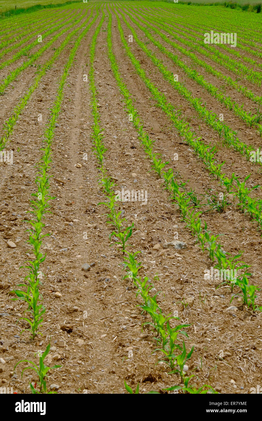 Corn field in Spring Stock Photo - Alamy