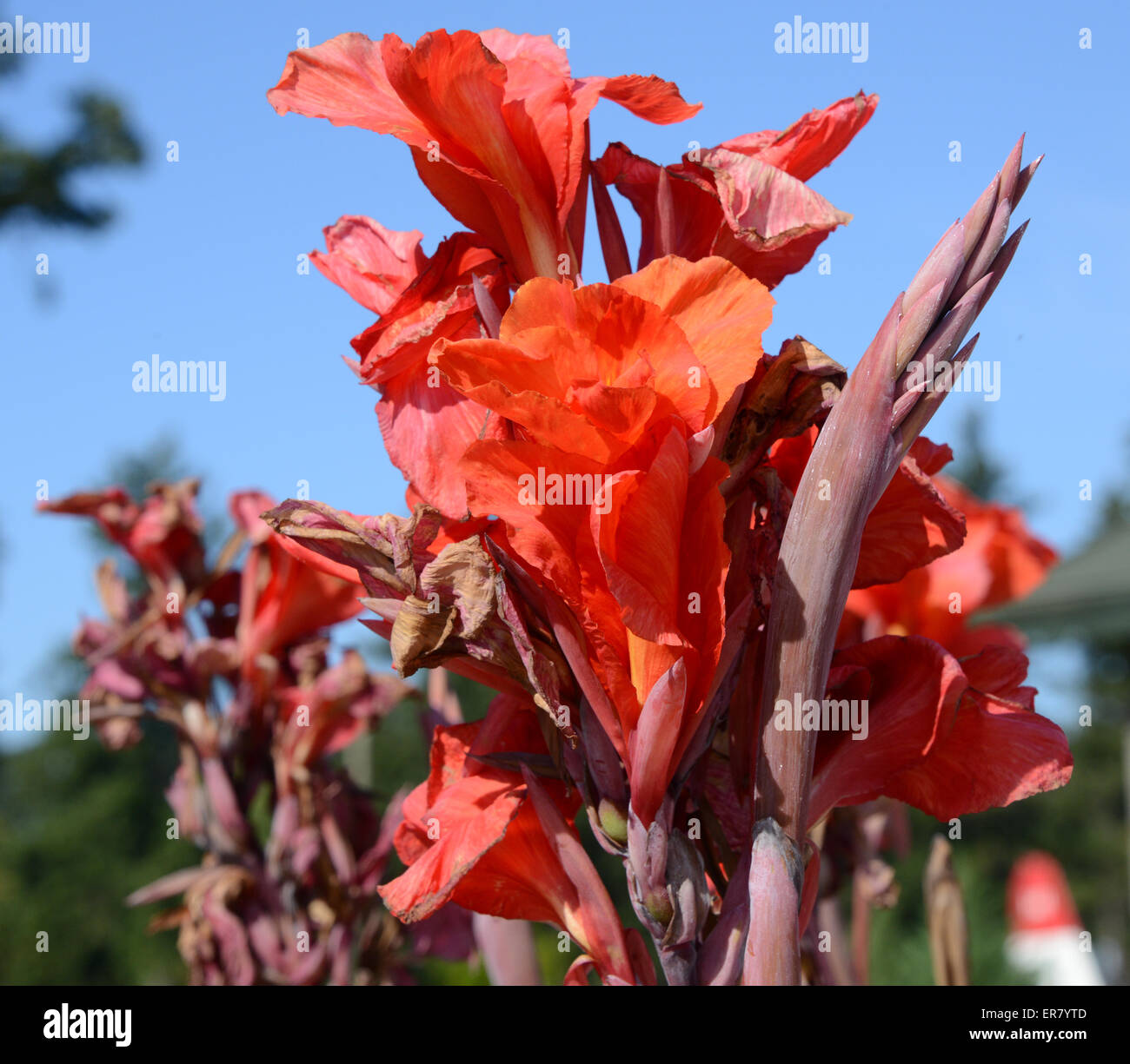 Red orange flowers hi-res stock photography and images - Alamy