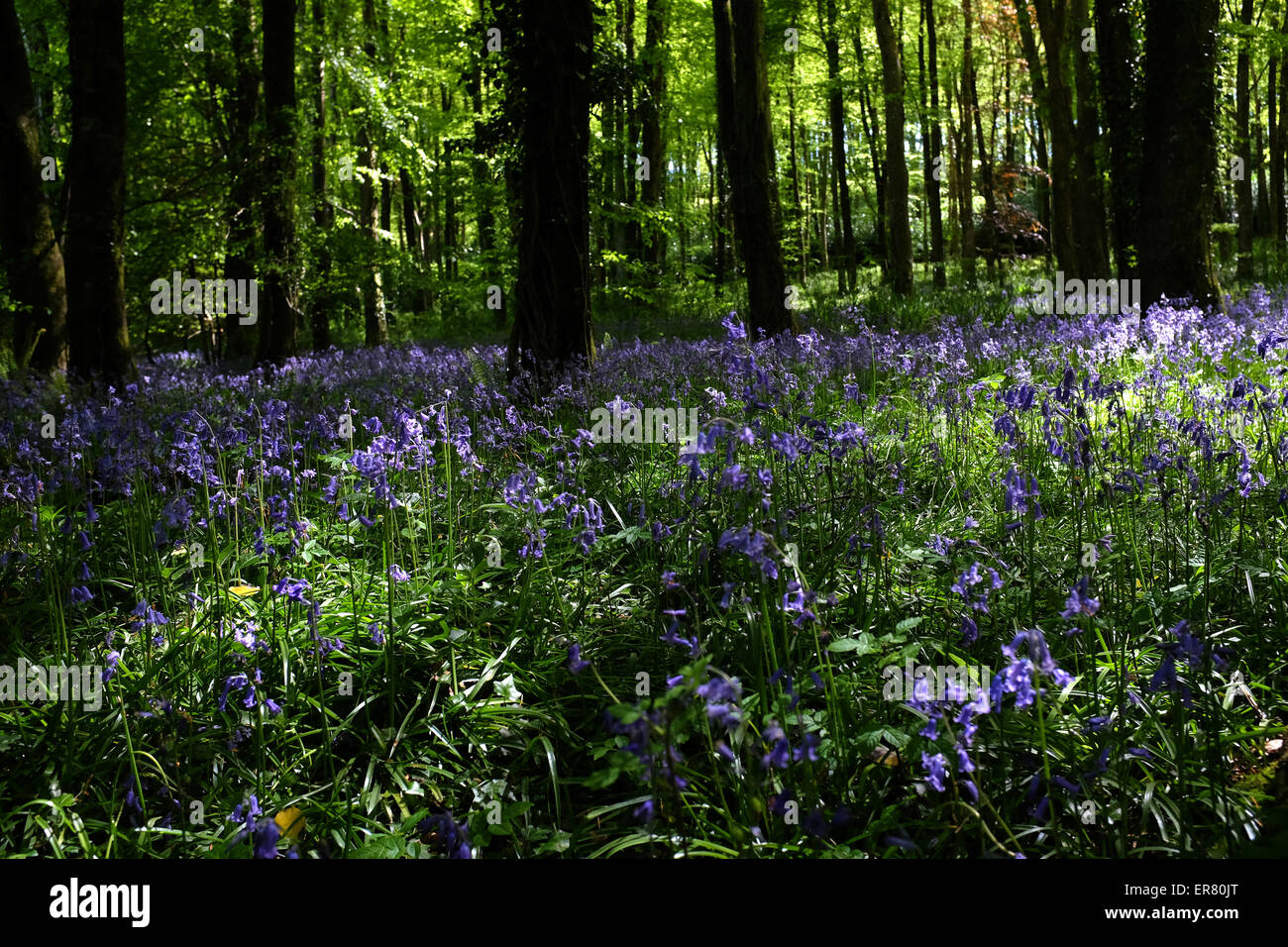 Bluebells in woods UK Stock Photo - Alamy