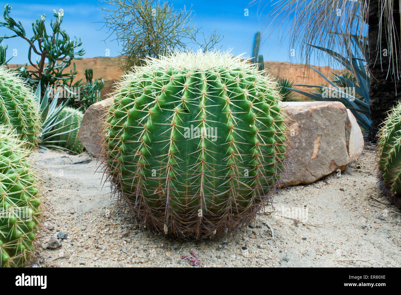 Barrel cactus desert hi-res stock photography and images - Alamy