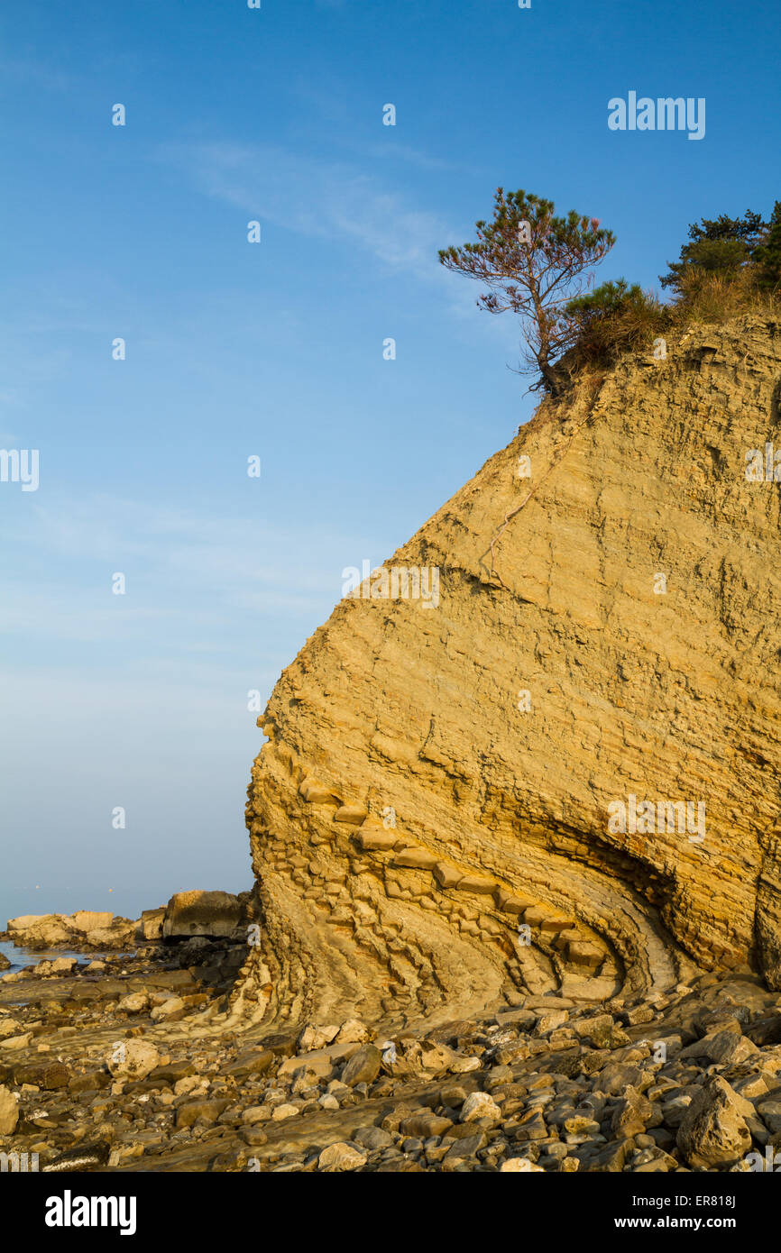 Leaf on Strunjan cliffs. Strunjan cliffs are up to 80 meters high and ...