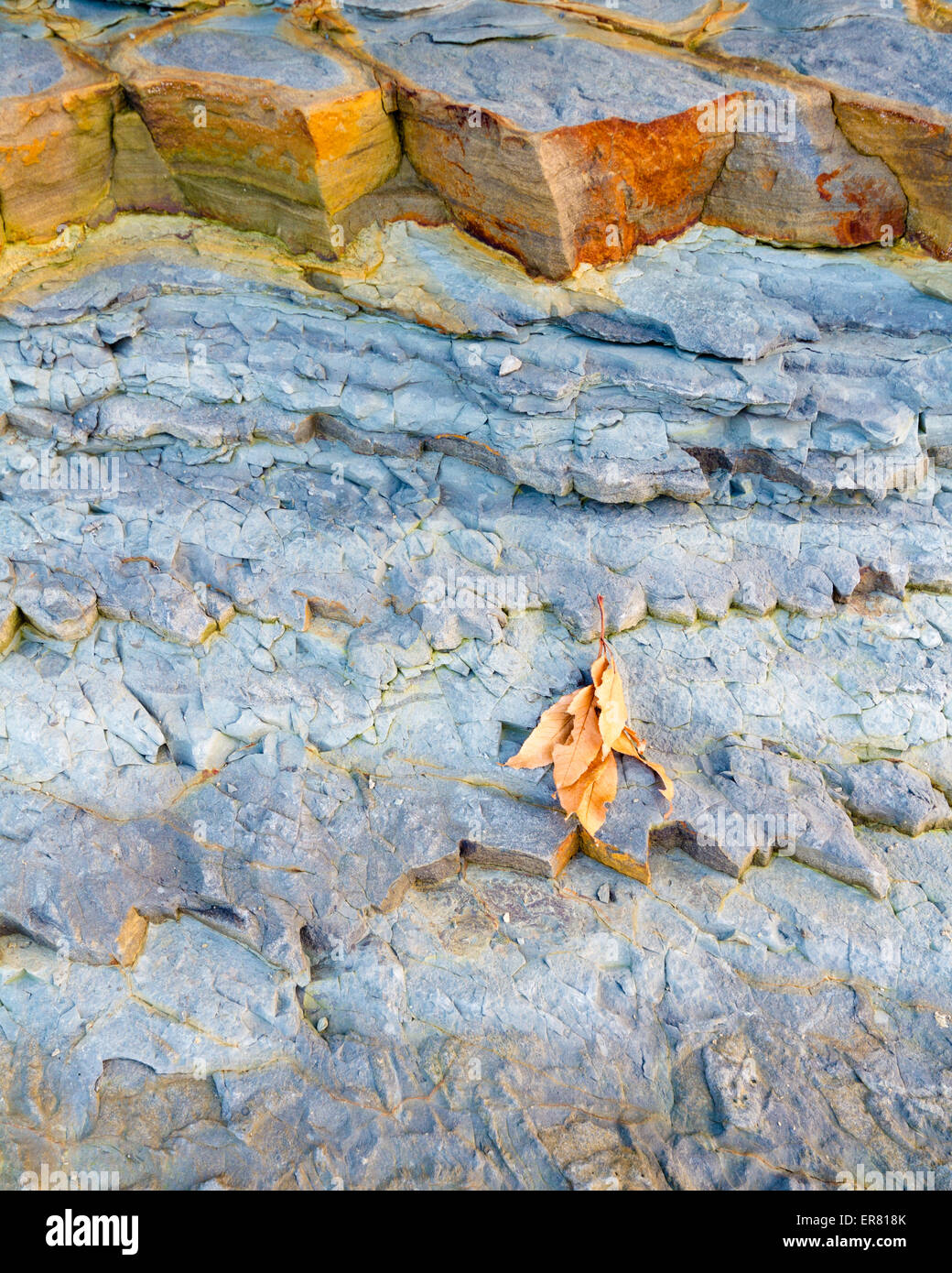Leaf on Strunjan cliffs. Strunjan cliffs are up to 80 meters high and ...