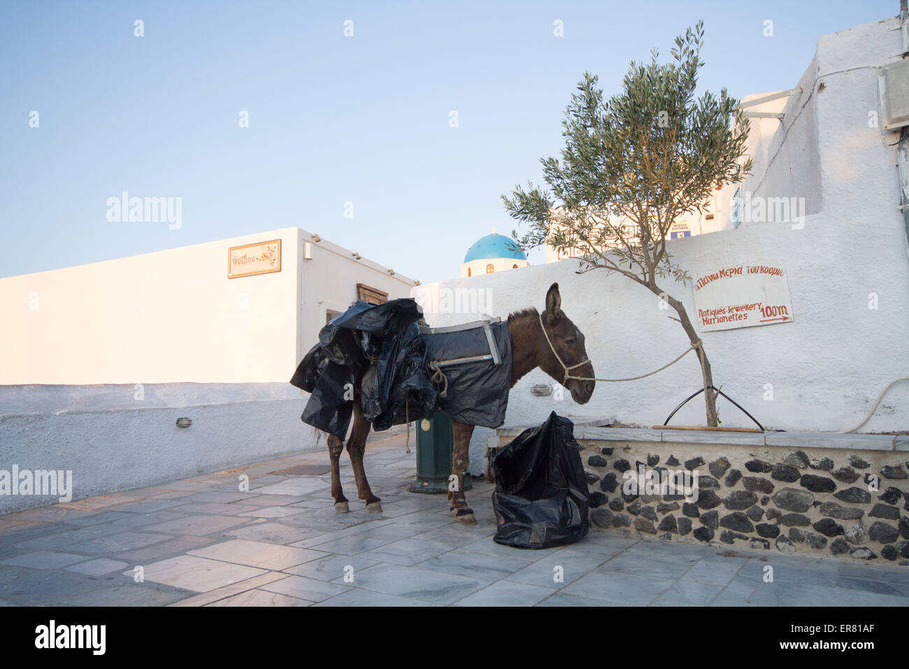 Donkey sea animal hi-res stock photography and images - Alamy