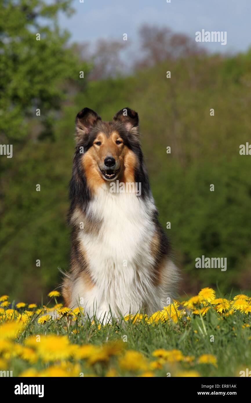 sitting American Collie Stock Photo - Alamy