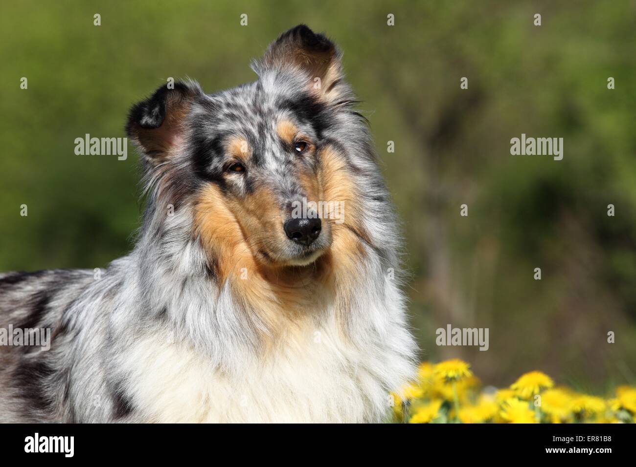 American Collie Portrait Stock Photo - Alamy