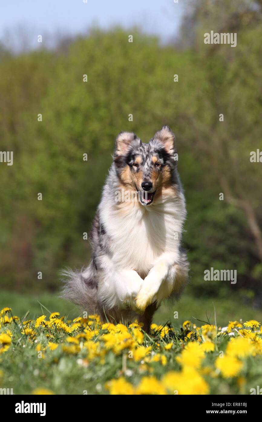 running American Collie Stock Photo - Alamy
