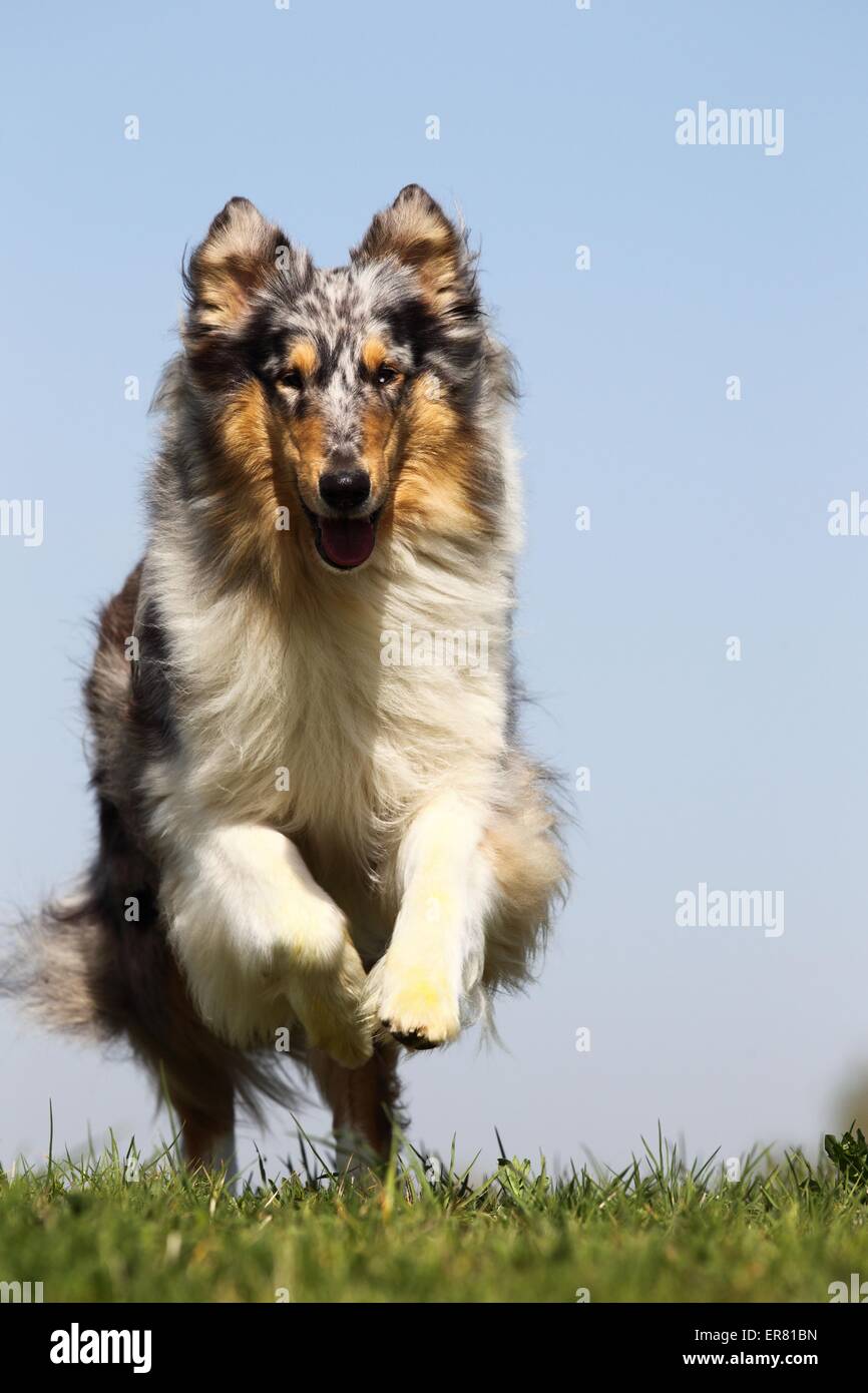 running American Collie Stock Photo - Alamy