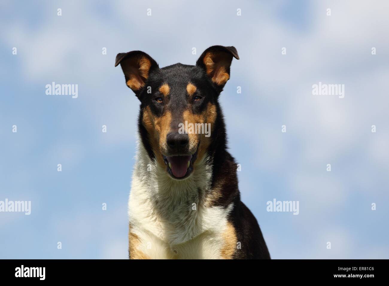 American Collie Portrait Stock Photo - Alamy