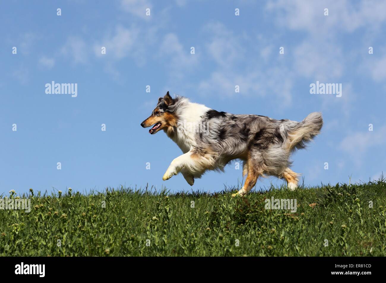 running American Collie Stock Photo - Alamy