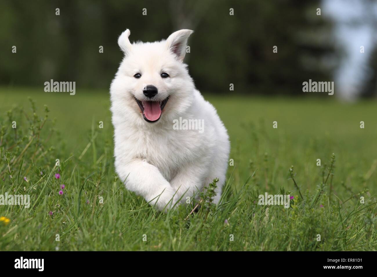 White Swiss Shepherd Puppy Stock Photo - Alamy