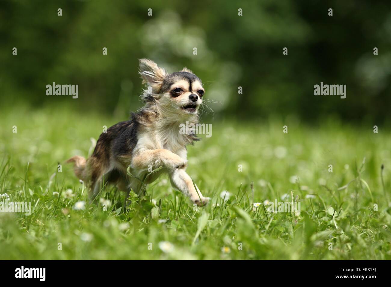 running longhaired Chihuahua Stock Photo - Alamy