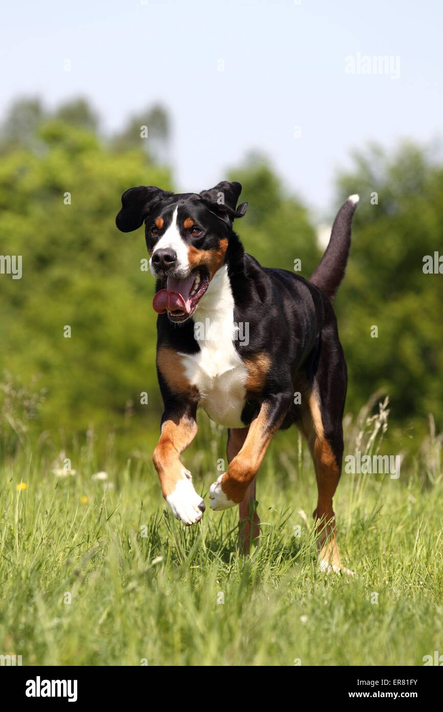 The great dog hi-res stock photography and images - Alamy