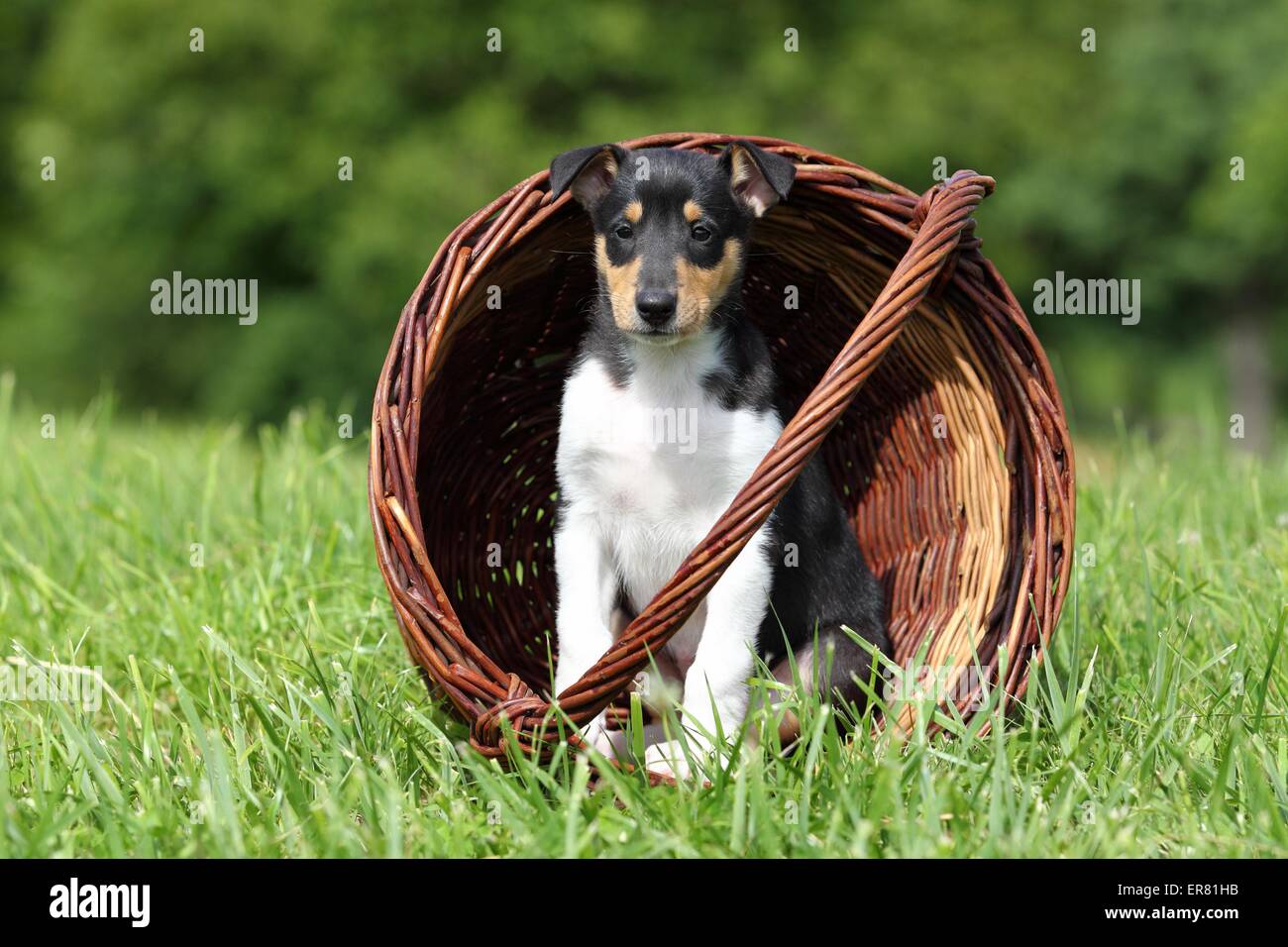 shorthaired Collie Puppy Stock Photo - Alamy