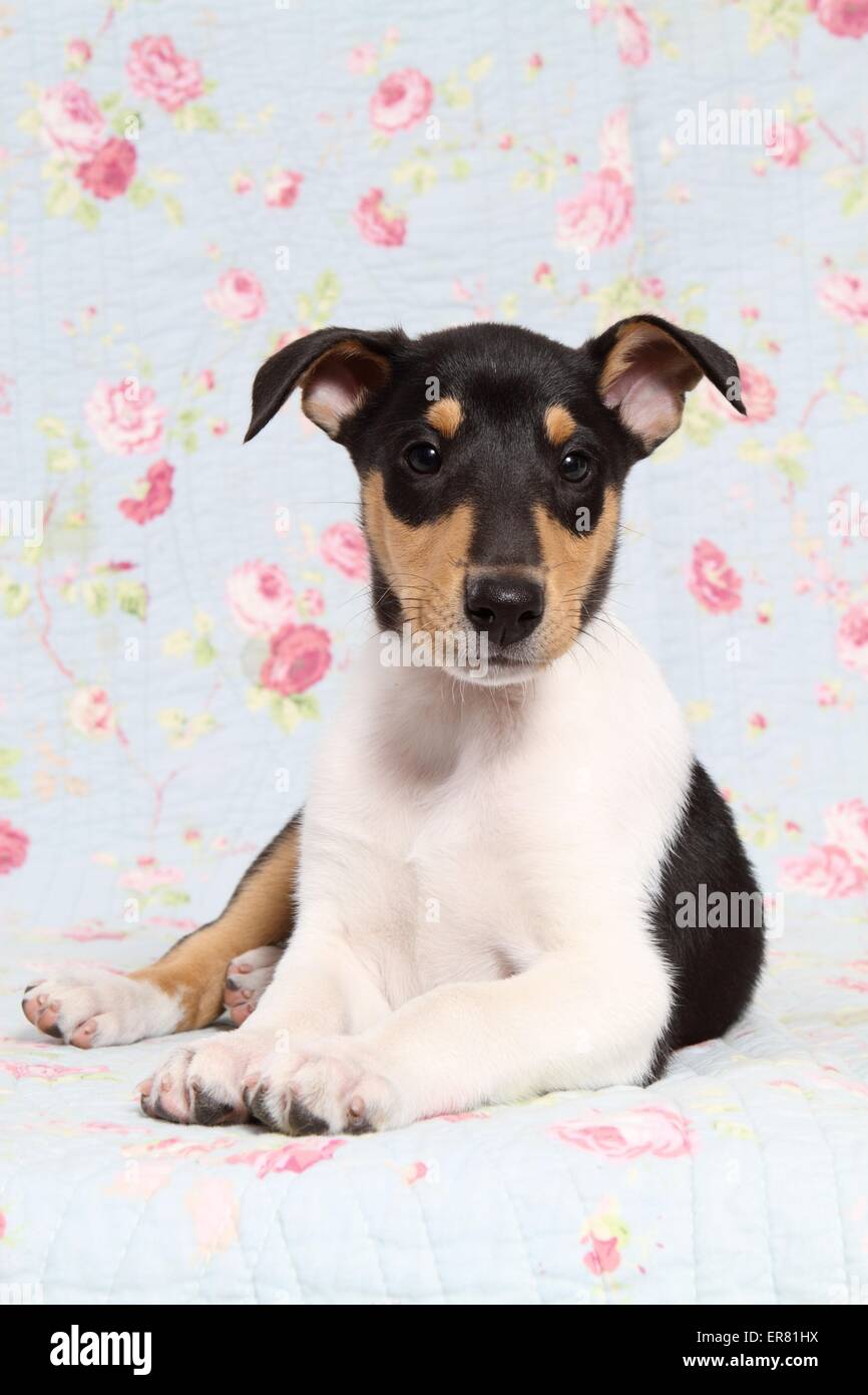 Short hair collie hi-res stock photography and images - Alamy