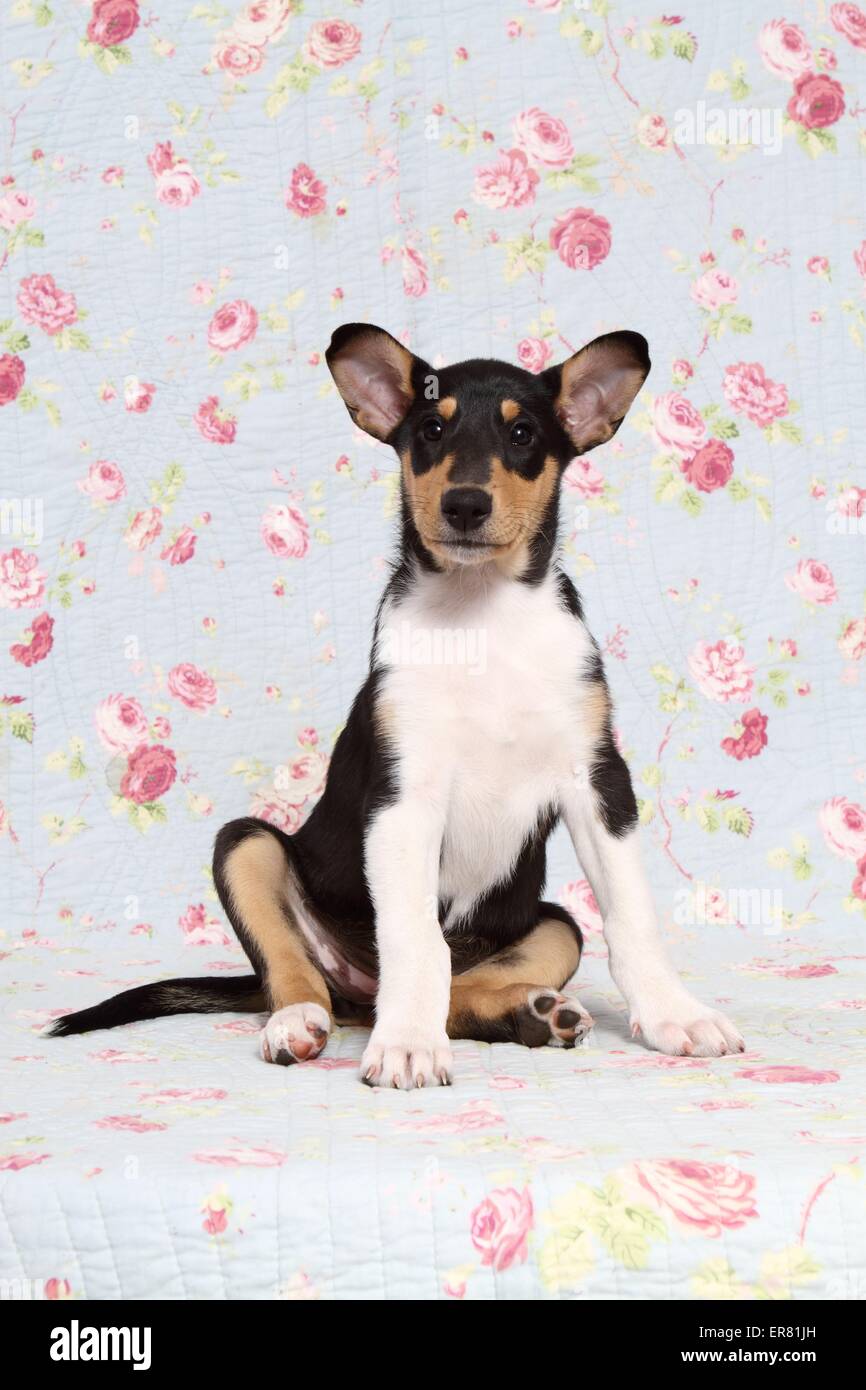 Short hair collie hi-res stock photography and images - Alamy