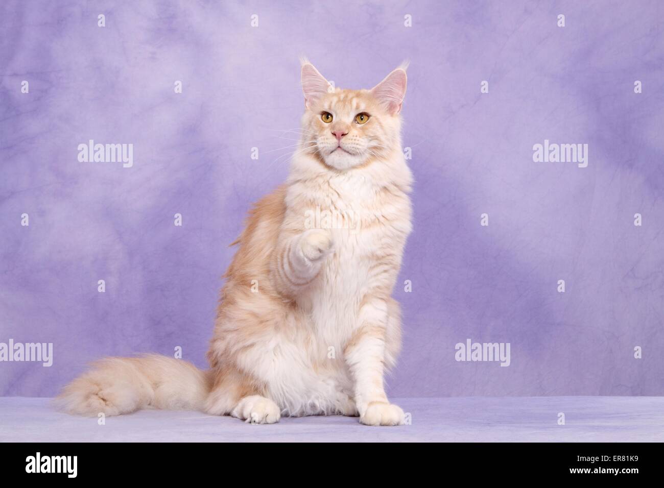 sitting Maine Coon Stock Photo - Alamy