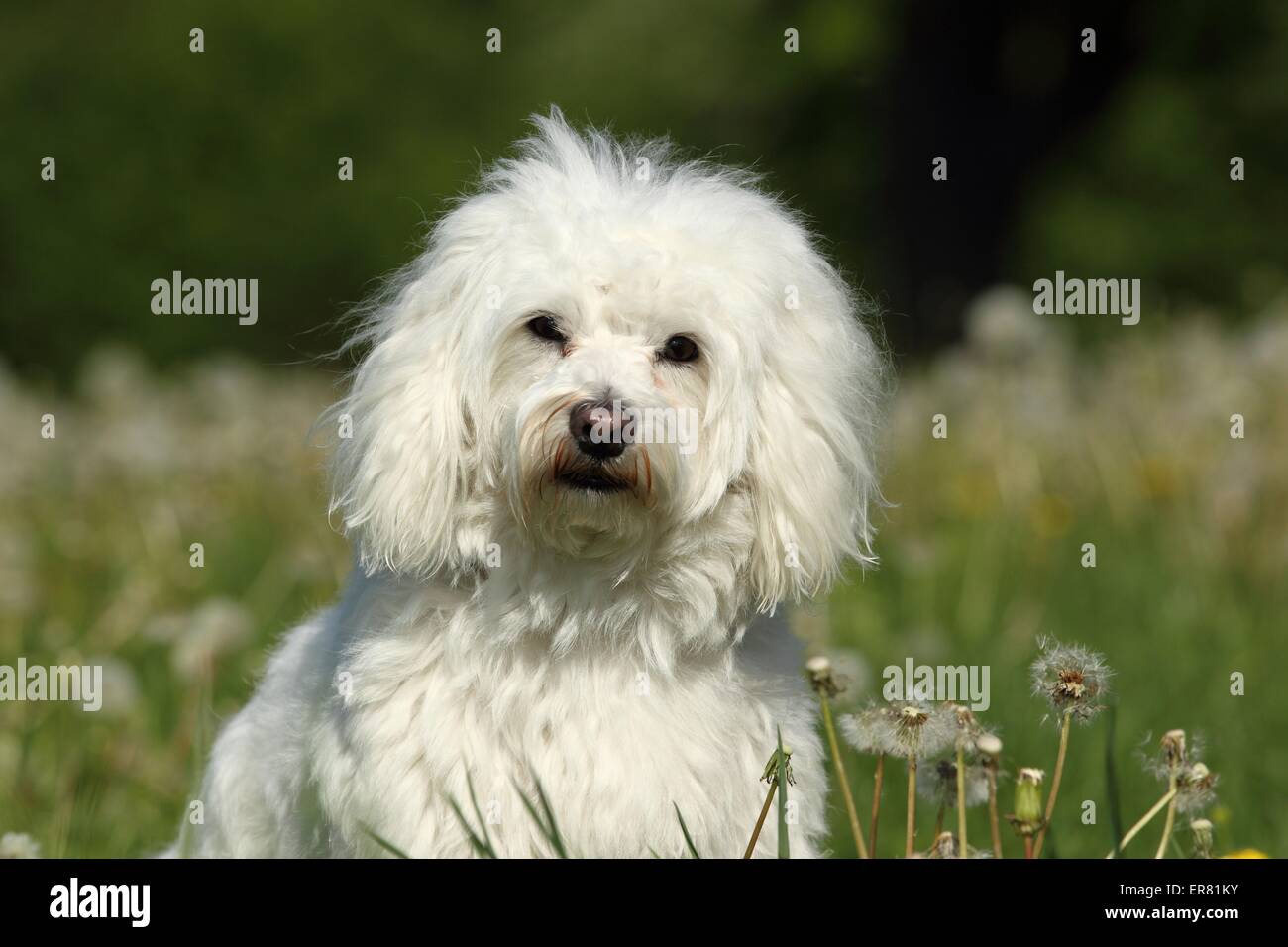Maltese outdoor hi-res stock photography and images - Alamy