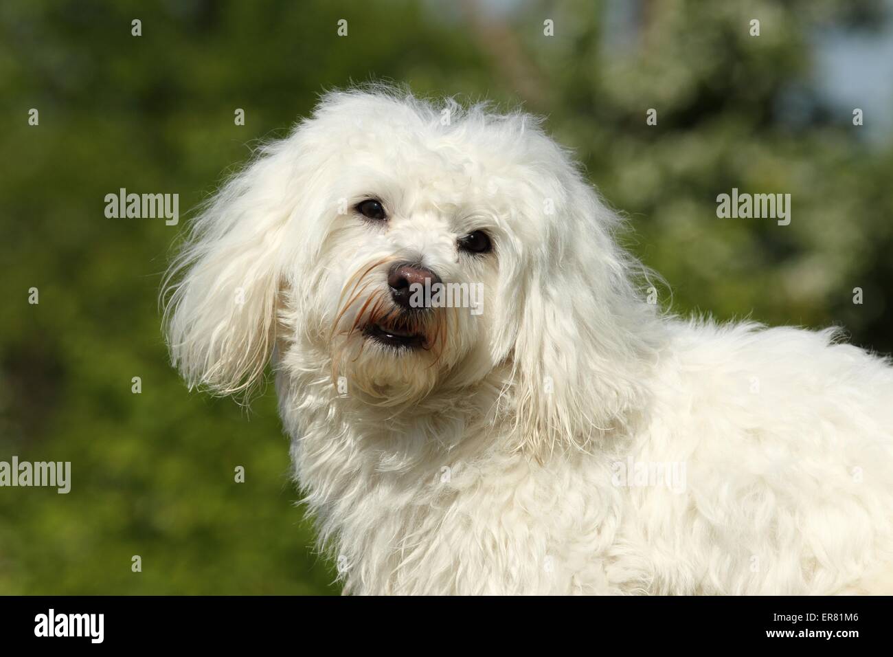 Dog maltese dog bichon maltais hi-res stock photography and images - Alamy