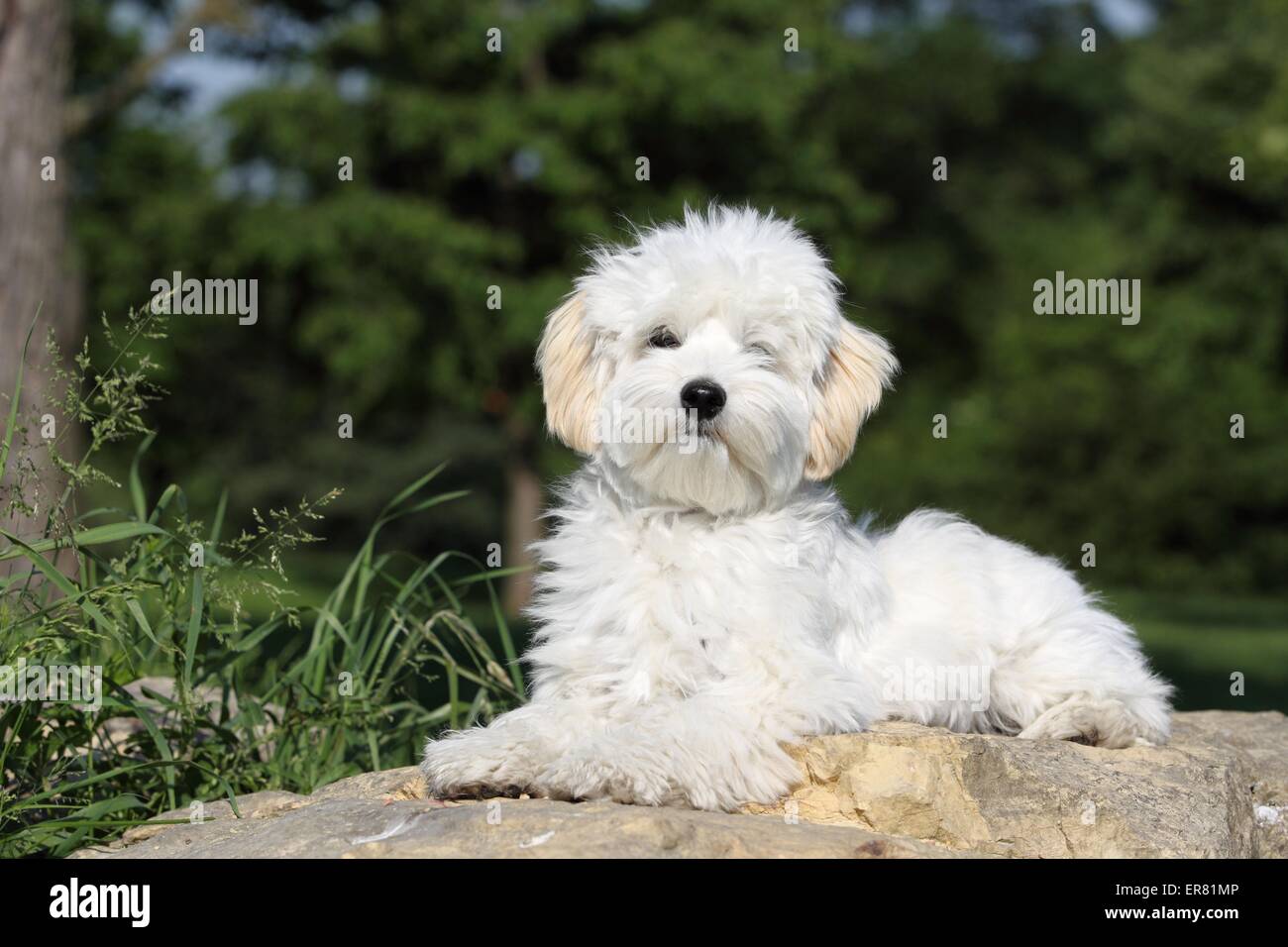 Adult maltipoo hi-res stock photography and images - Alamy