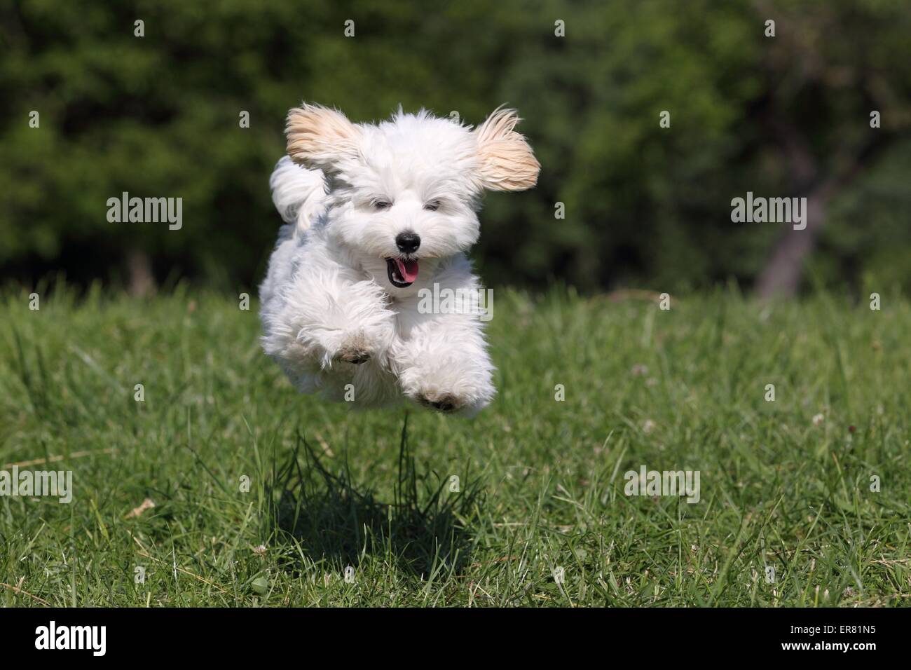 Jumping maltese hi-res stock photography and images - Alamy