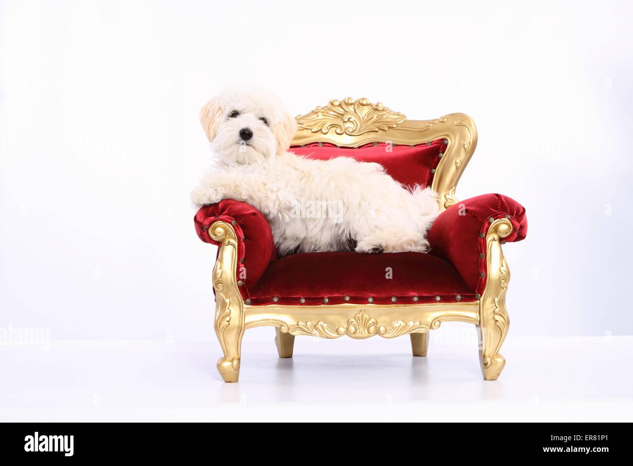 Pompous dog hi-res stock photography and images - Alamy