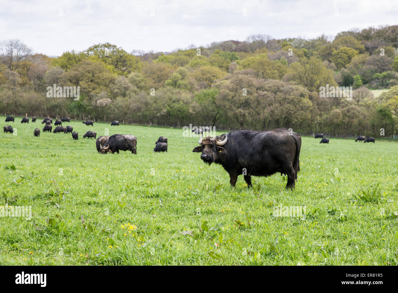 Water buffalo grazing in field at Laverstoke Park Farm, Hampshire ...