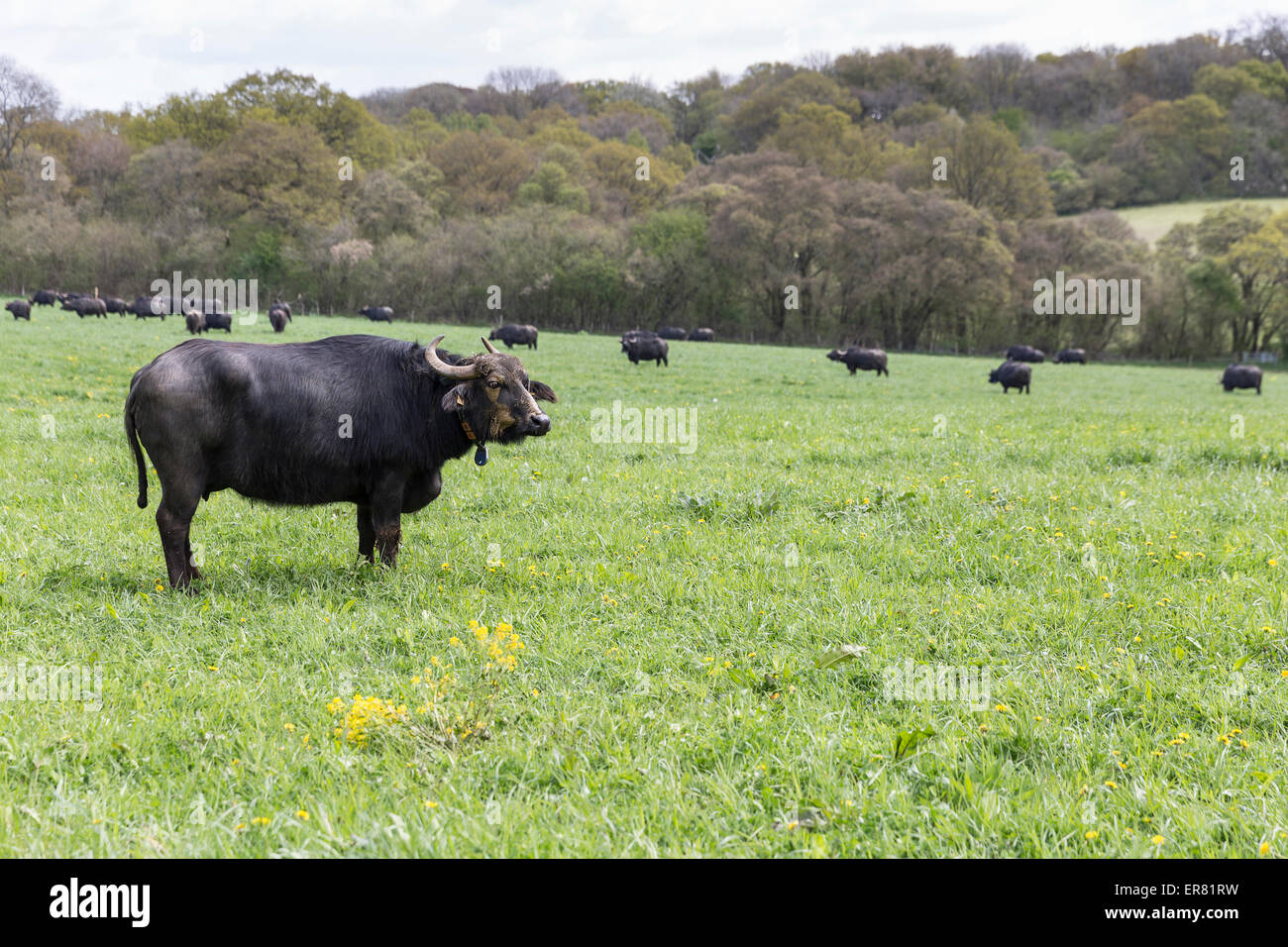 Water buffalo grazing in field at Laverstoke Park Farm, Hampshire ...
