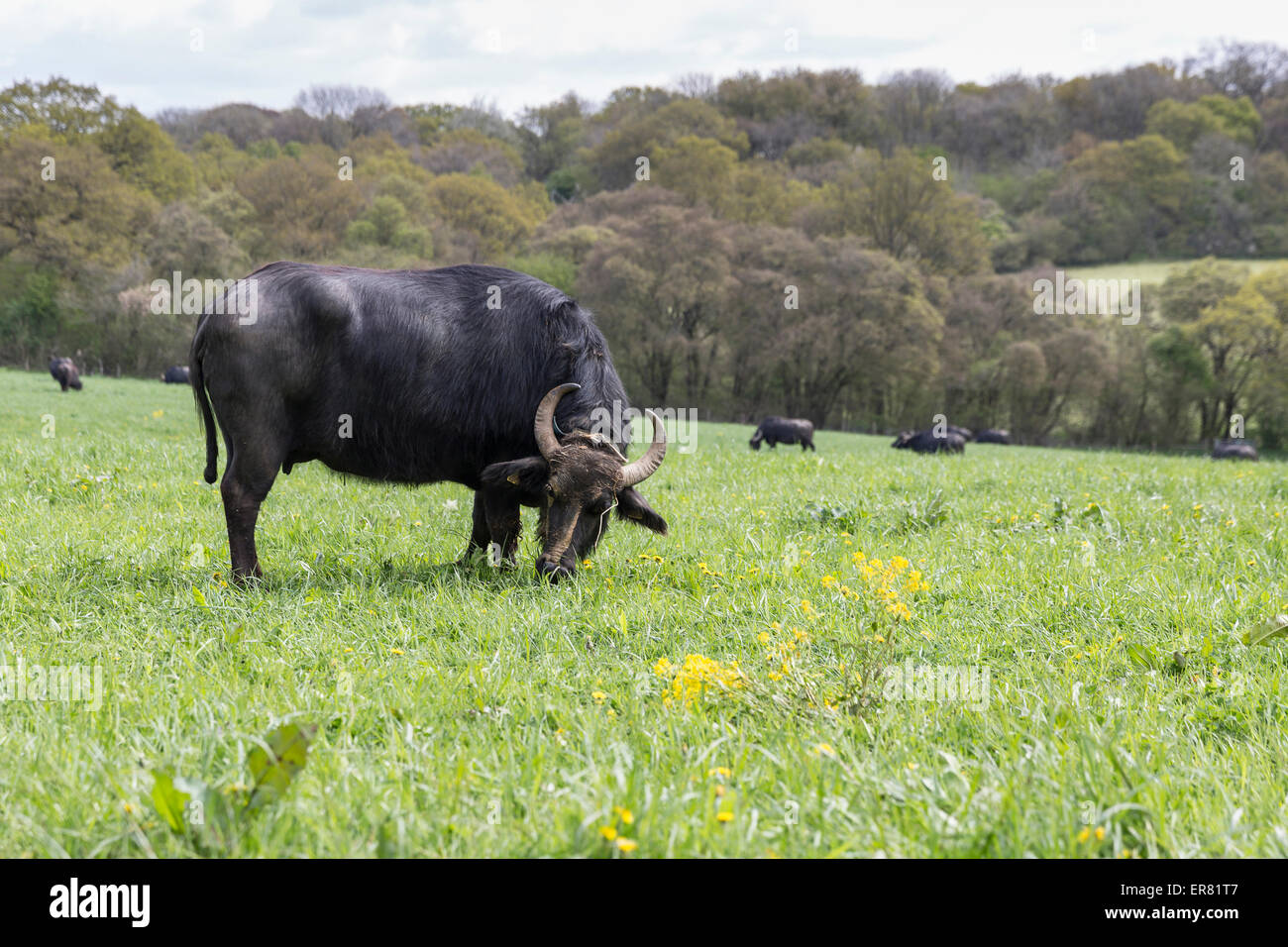 Water buffalo grazing in field at Laverstoke Park Farm, Hampshire ...