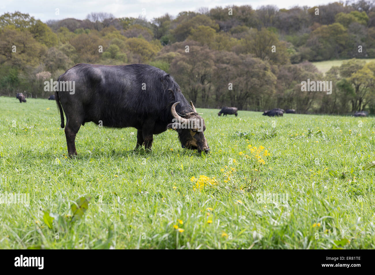 Water buffalo grazing in field at Laverstoke Park Farm, Hampshire ...