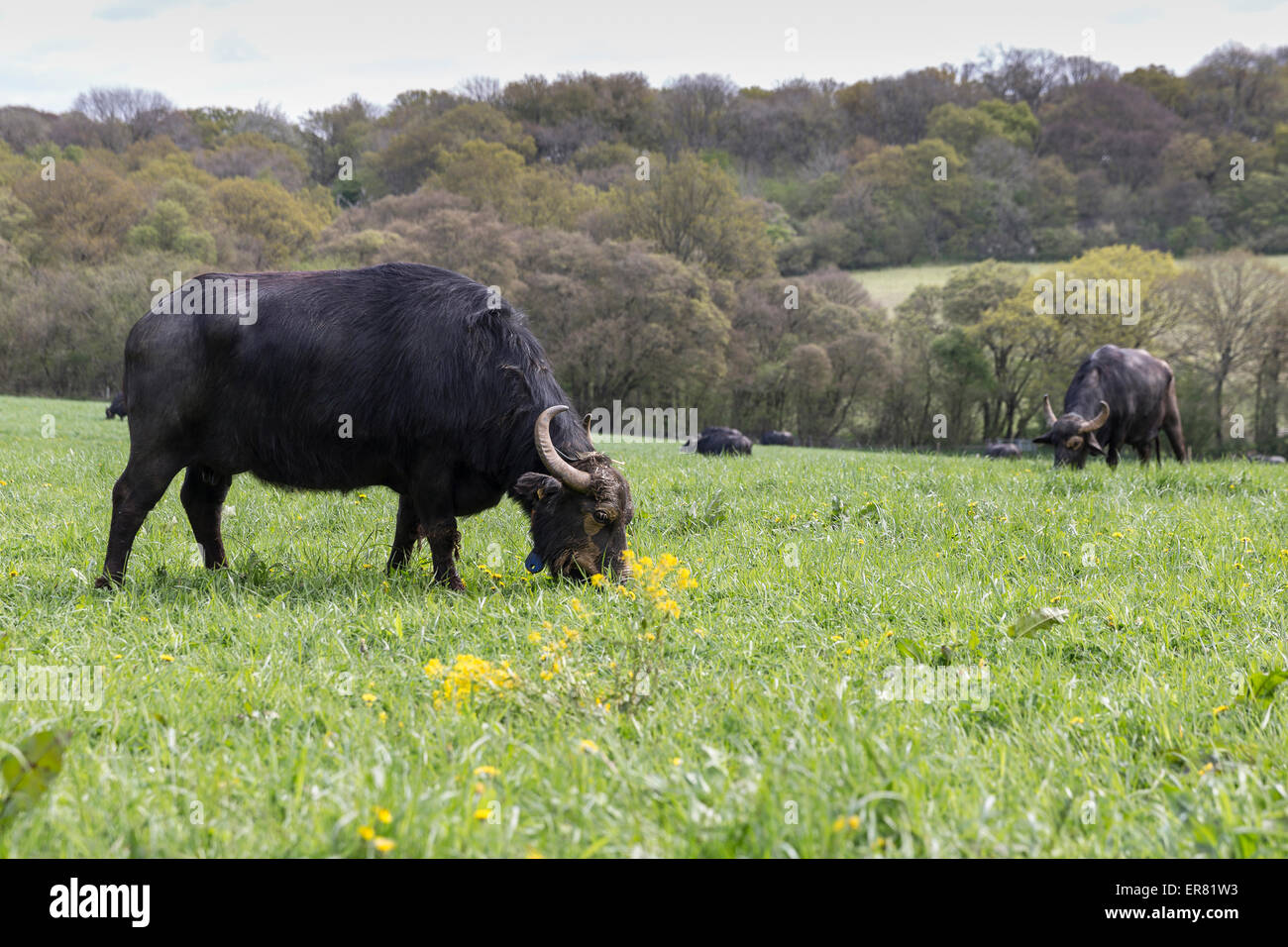 Water buffalo grazing in field at Laverstoke Park Farm, Hampshire ...