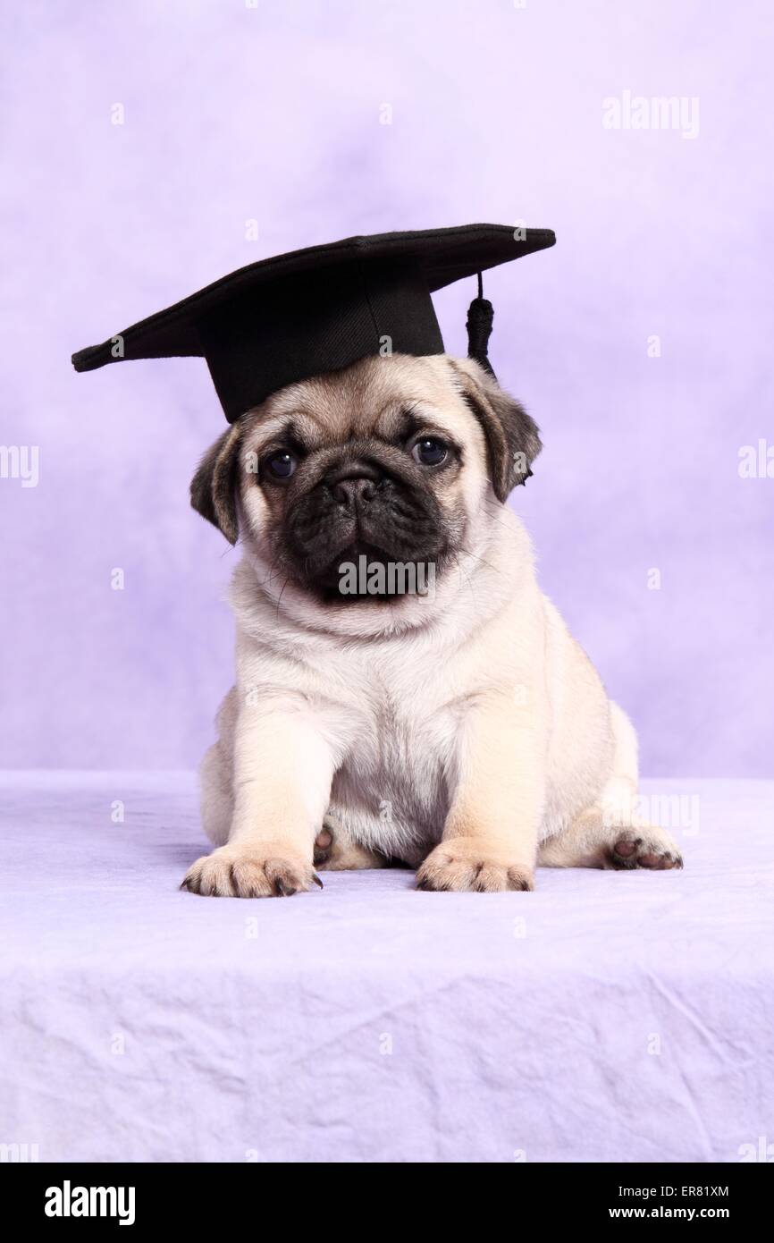 Examen pur hi-res stock photography and images - Alamy