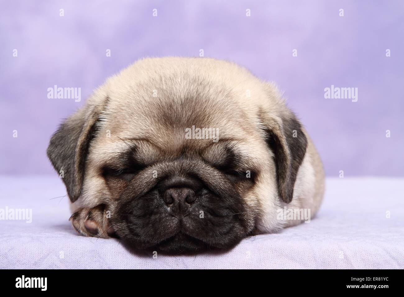 Pug dog laying down hi-res stock photography and images - Alamy