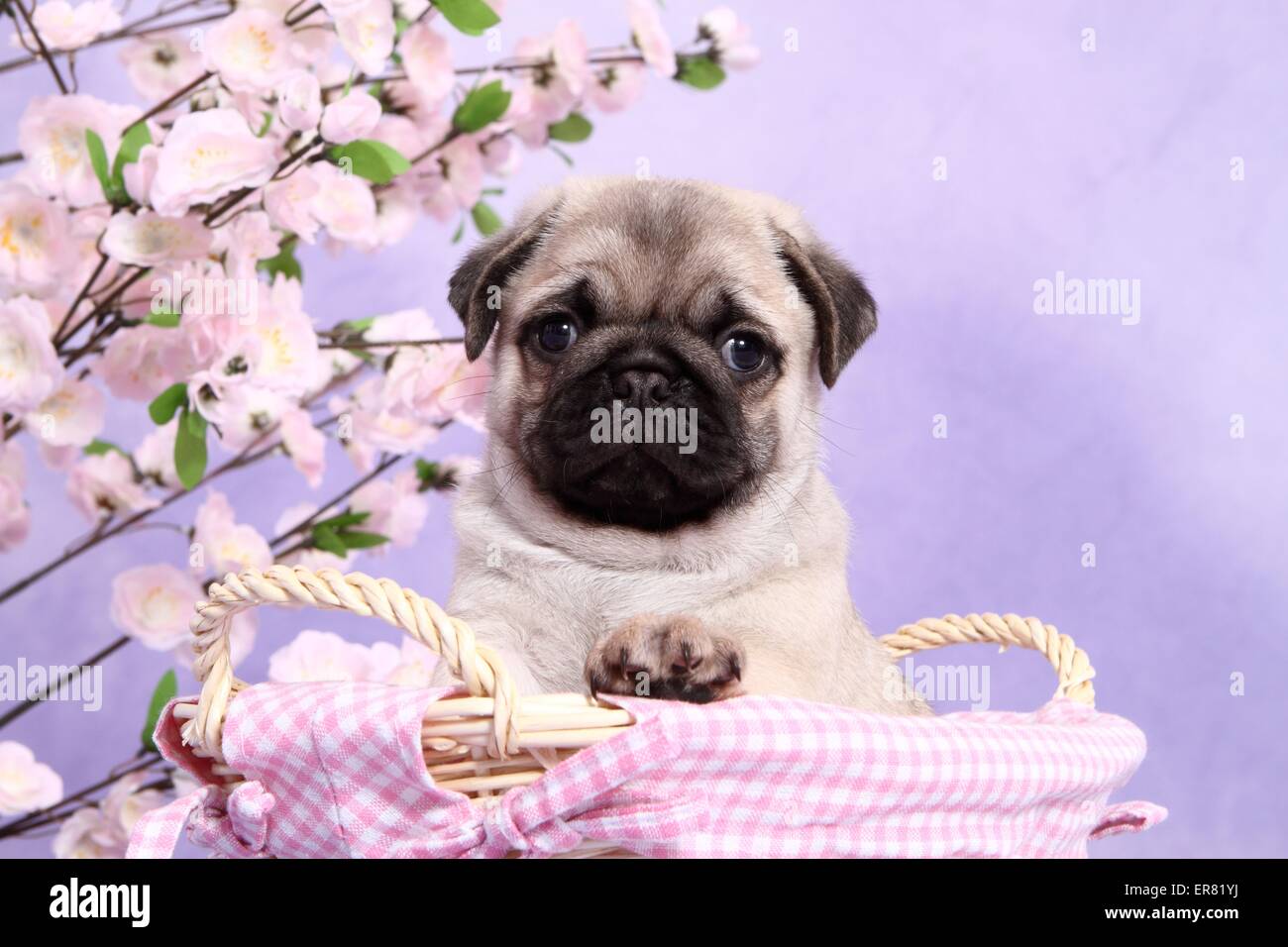 Pug paw hi-res stock photography and images - Alamy