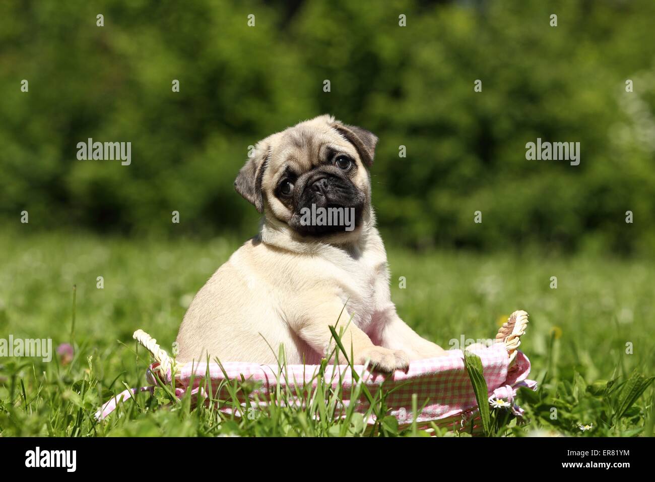 Pugs hi-res stock photography and images - Alamy