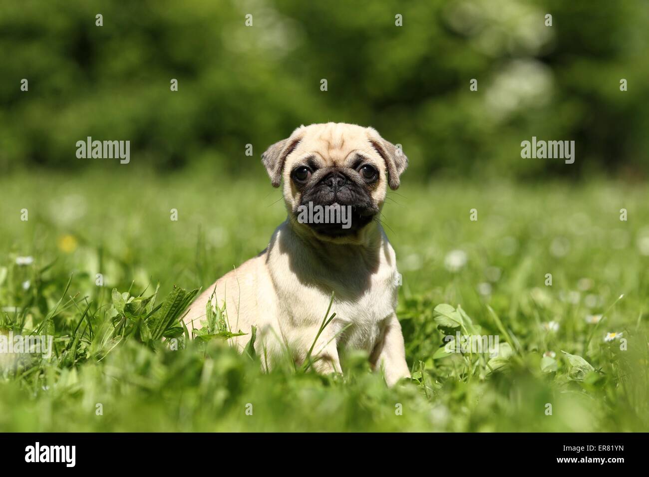 Baby pug hi-res stock photography and images - Alamy