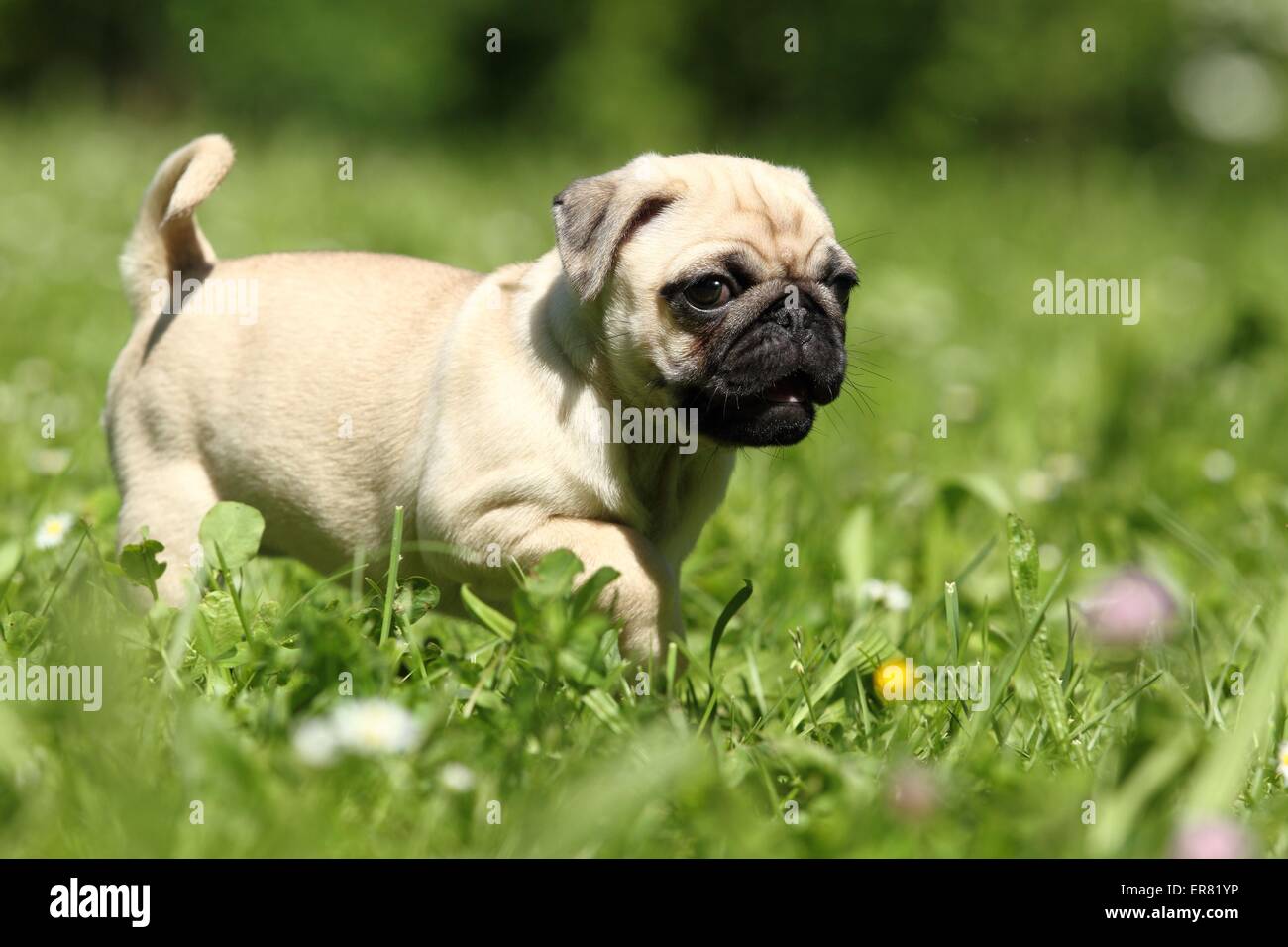 Walking a pug hi-res stock photography and images - Alamy