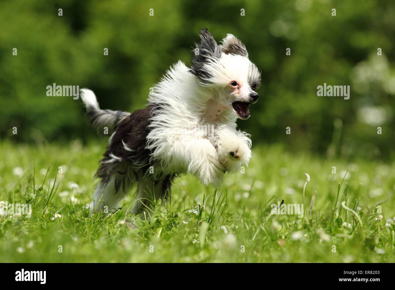 running Chinese Crested Powderpuff Stock Photo - Alamy