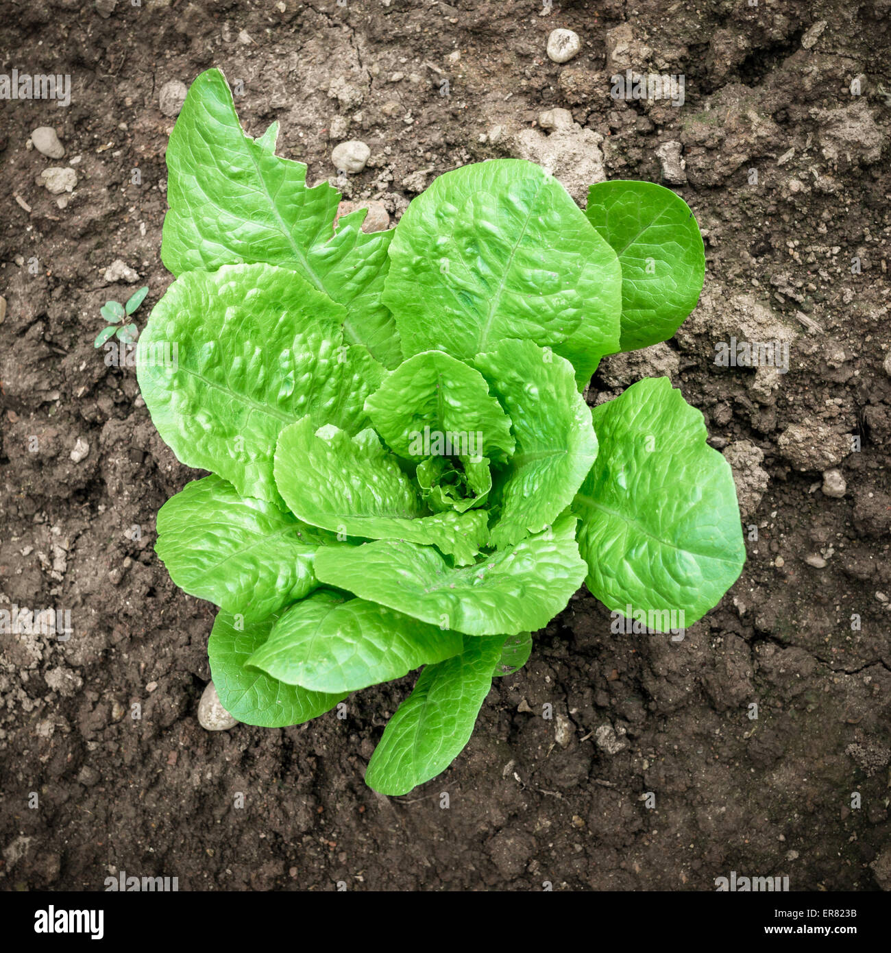 A plant lettuce, top view, ready for harvest Stock Photo - Alamy