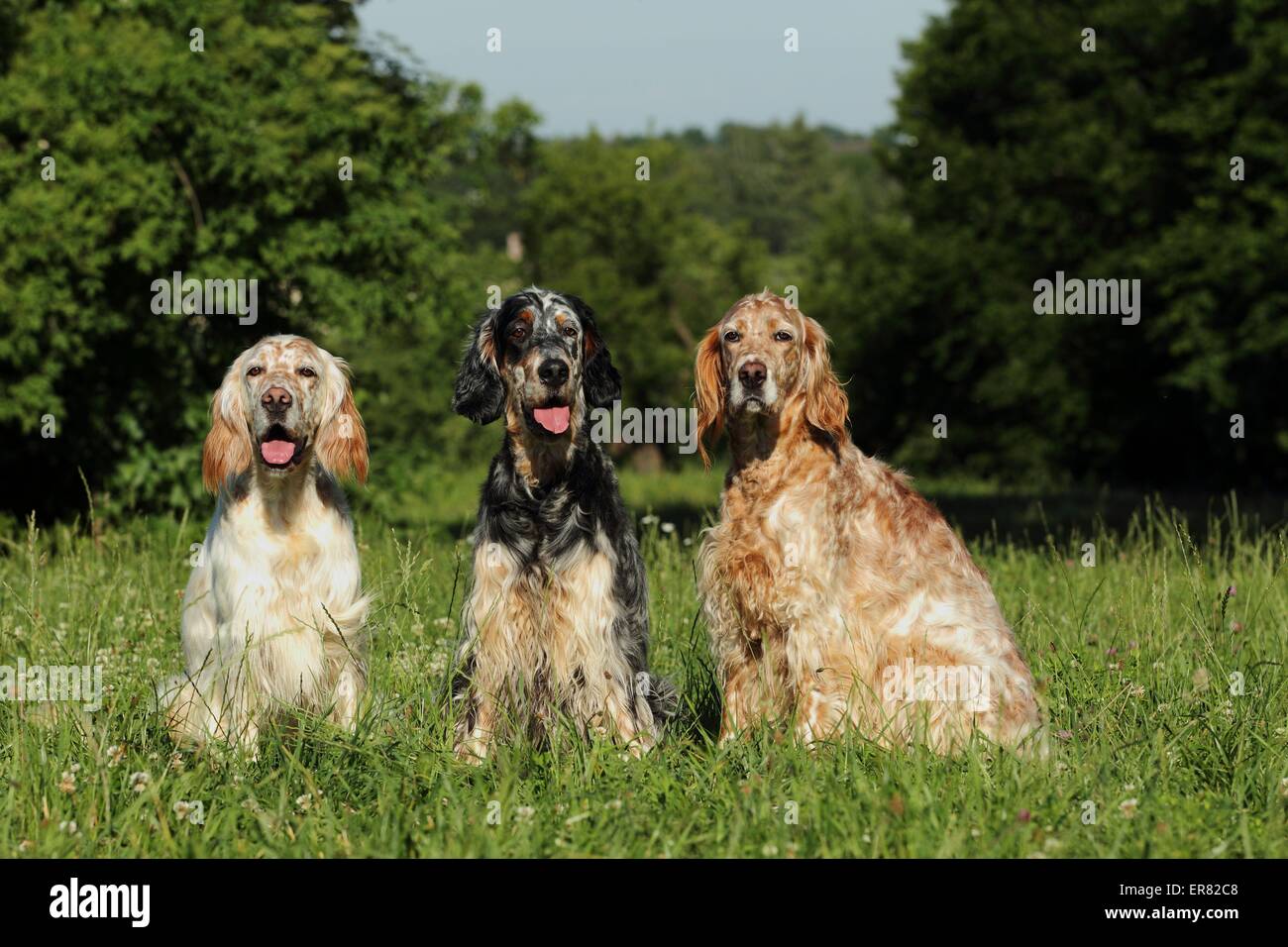 3 English Setter Stock Photo - Alamy