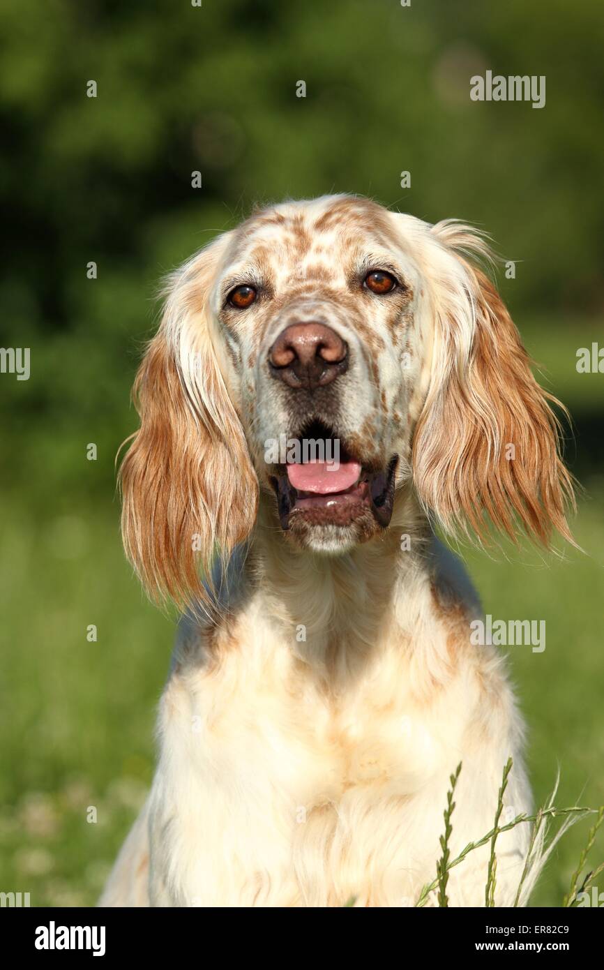 English Setter Portrait Stock Photo - Alamy