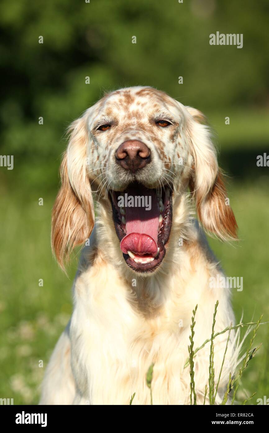 English Setter Portrait Stock Photo - Alamy