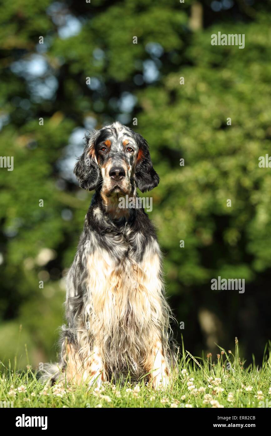 sitting English Setter Stock Photo - Alamy