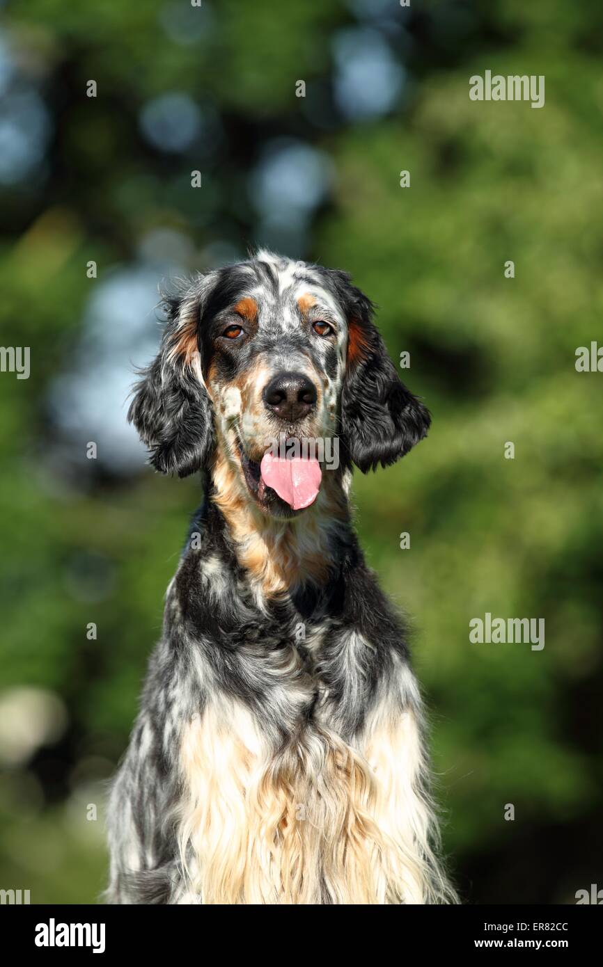English Setter Portrait Stock Photo - Alamy