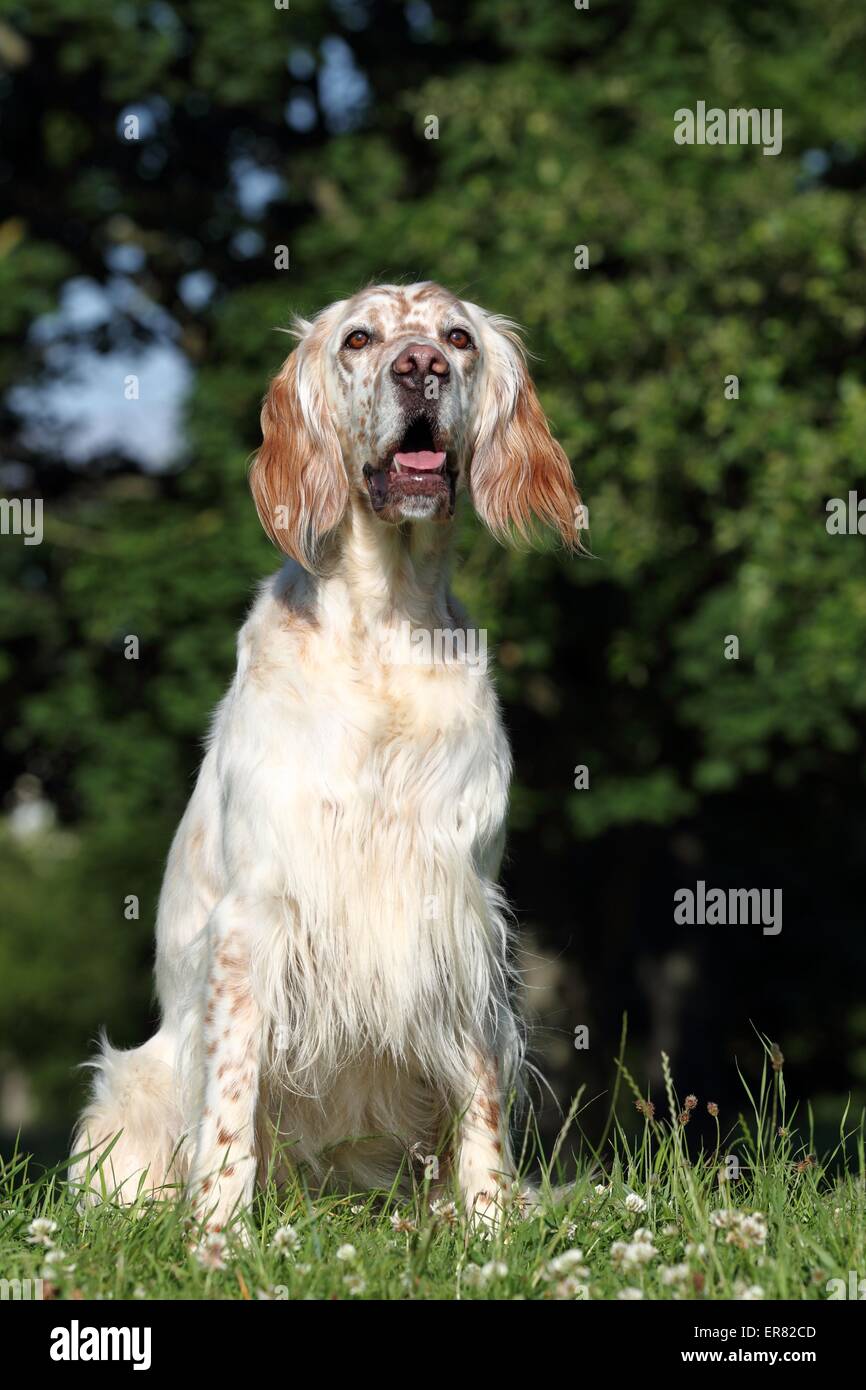 sitting English Setter Stock Photo - Alamy