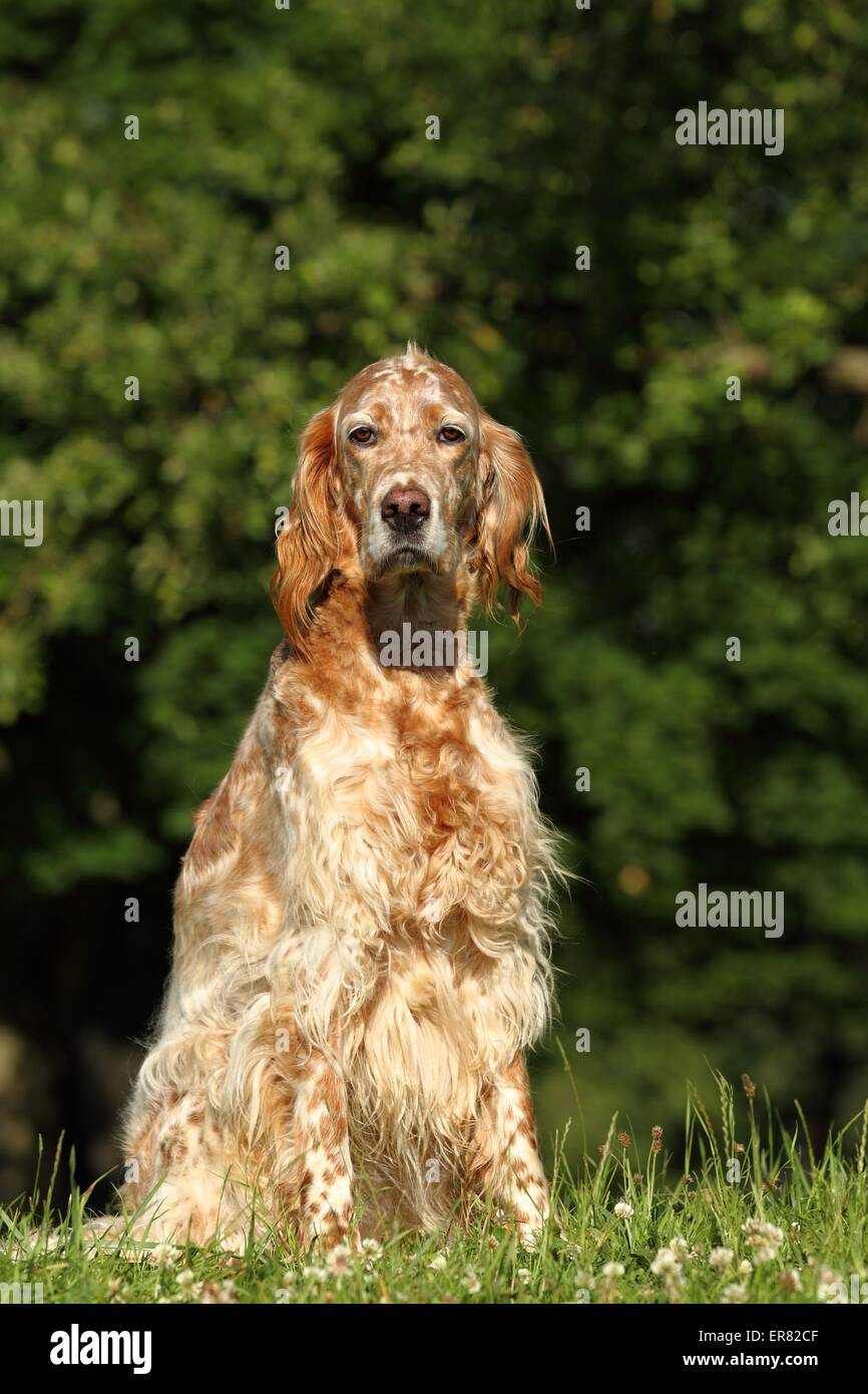 sitting English Setter Stock Photo - Alamy