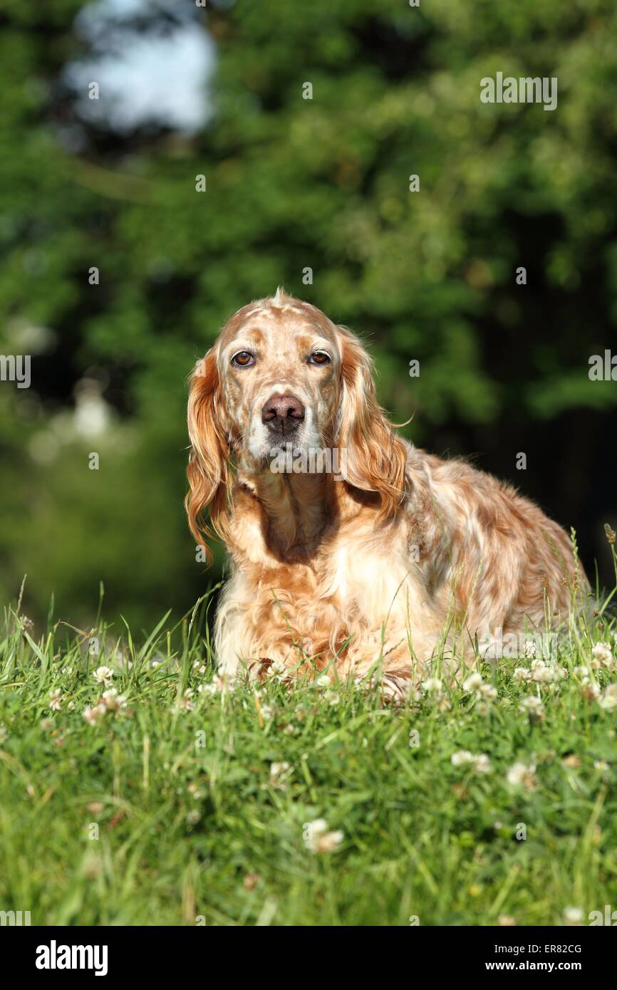 lying English Setter Stock Photo - Alamy