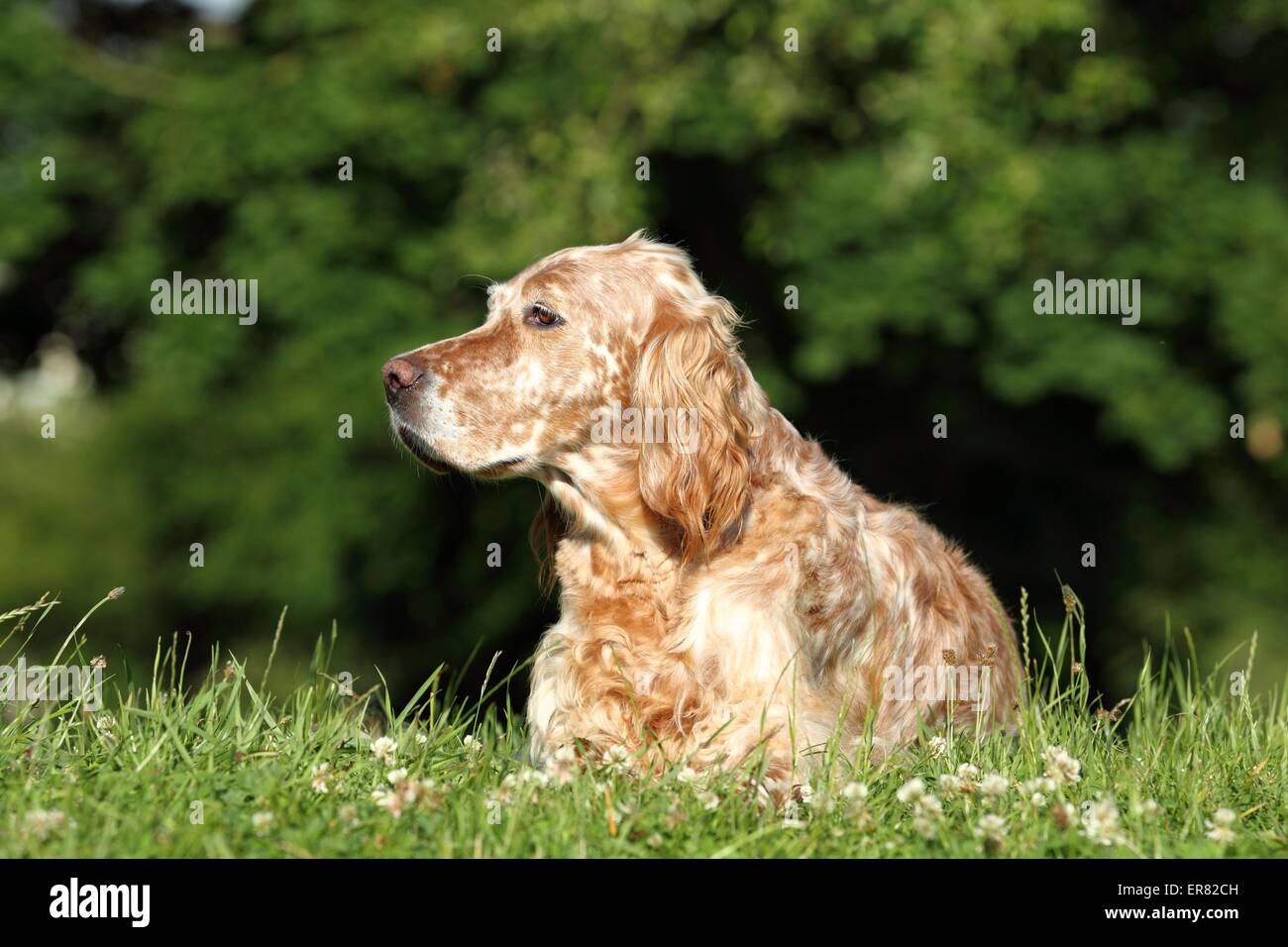 lying English Setter Stock Photo - Alamy